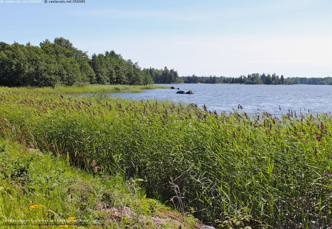 Kuva: Meren rantaa - meri vesi ranta metsä puu puut heinä rantaheinä ...