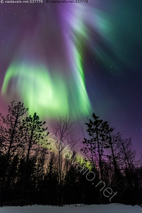 Kuva: Värien tanssi - revontulet revontuli vihreä metsä metsikkö puut ...