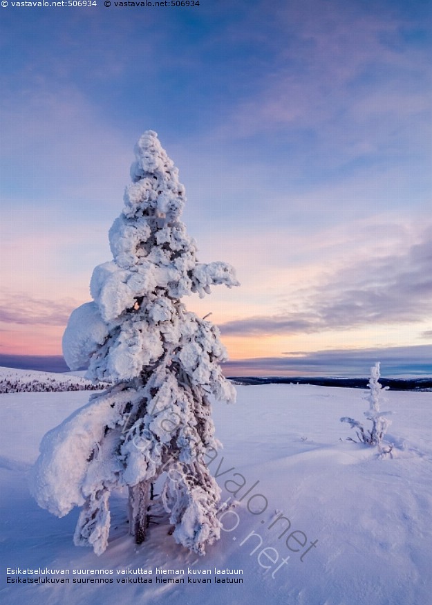Kuva: Talvi on tullut - yksi mänty Lappi tunturi lumi luminen talvi ...