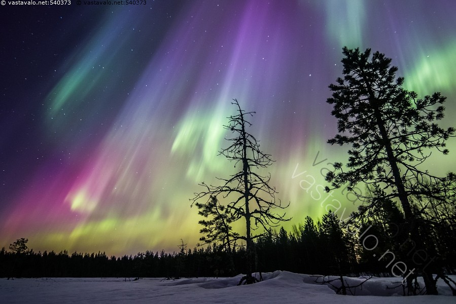 Kuva: Värit taivaalla - revontulet revontuli metsä metsikkö puut lumi ...