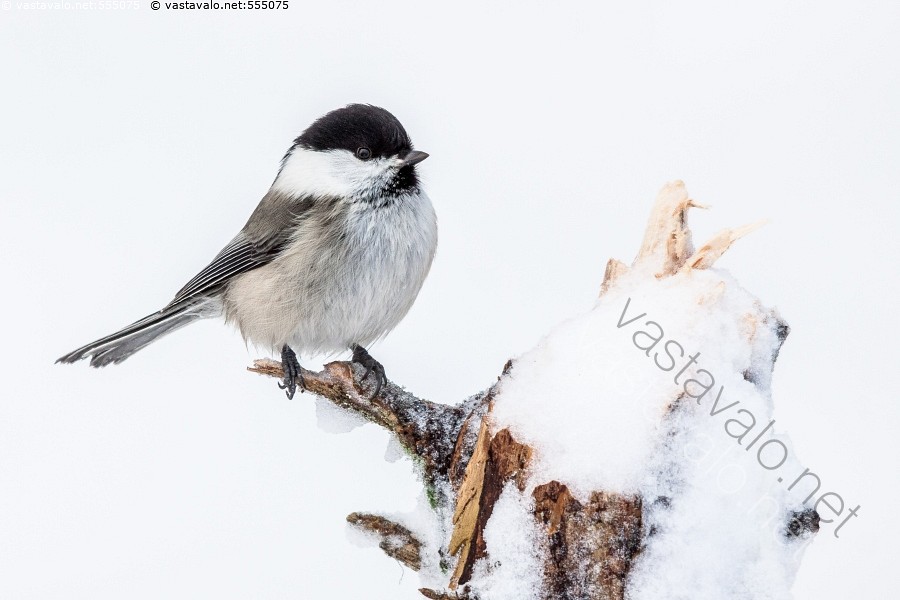 Kuva: Pohjoisen tintti - tiainen tiaiset hömötiainen pikkulintu ...