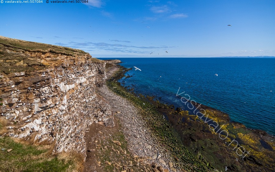 Kuva: Pikkukajavakolonia - pikkukajava Rissa tridactyla meri Jäämeri ...