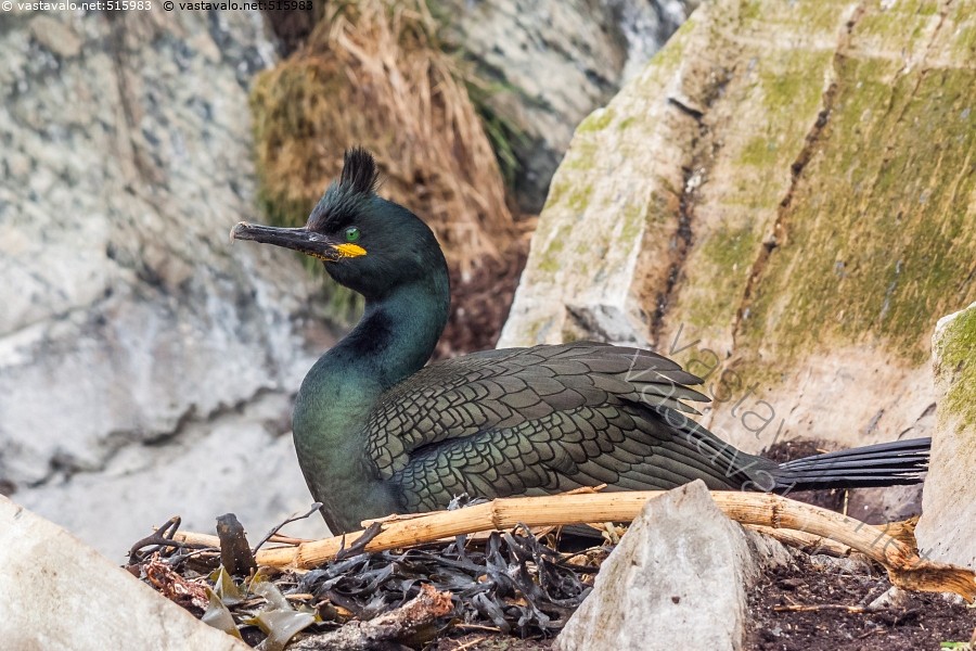 Kuva: Karimetso hautomassa - karimetso Phalacrocorax aristotelis ...
