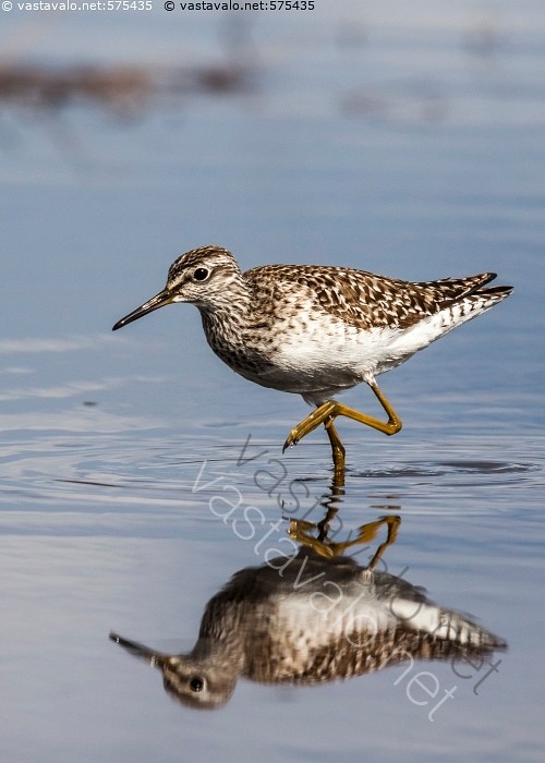 Kuva: Liron askel - liro Tringa glareola kahlaaja viklot kahlaajat ...