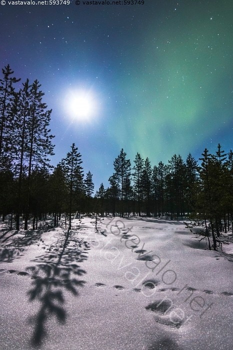 Kuva: Jälkiä lumessa - revontulet revontuli vihreä metsä metsikkö puut ...