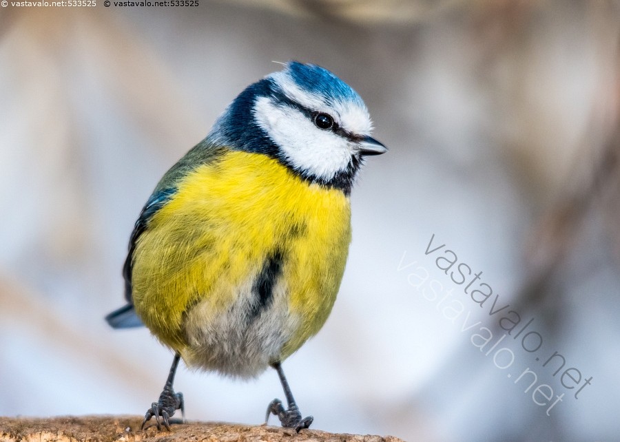 Kuva: Sinitiainen - sinitiainen Cyanistes caeruleus tiainen tiaiset ...