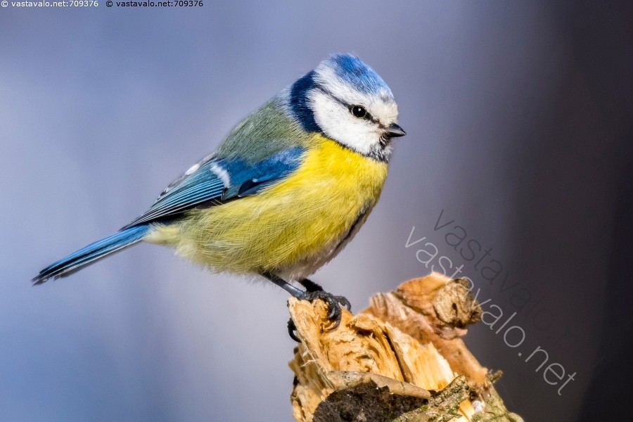 Kuva: Sinitiainen - sinitiainen Cyanistes caeruleus tiainen tiaiset ...