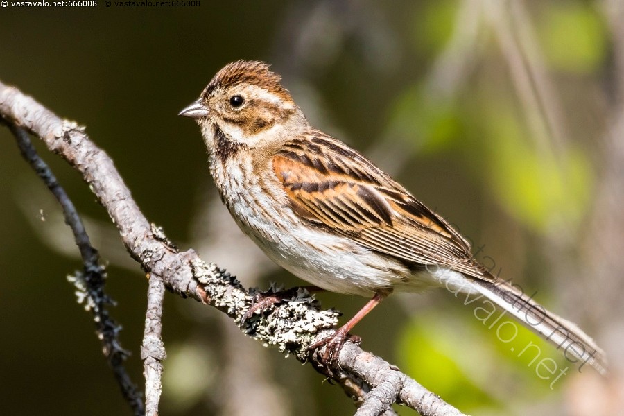 Kuva: Pajusirkkunaaras - pajusirkku lintu linnut pikkulintu pikkulinnut ...