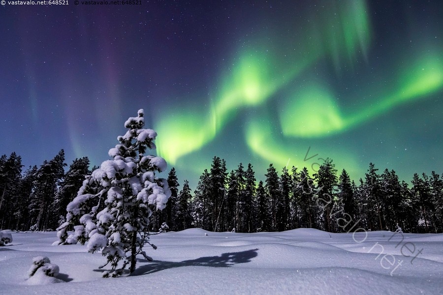 Kuva: Mänty talviyössä - revontulet revontuli vihreä violetti metsä ...