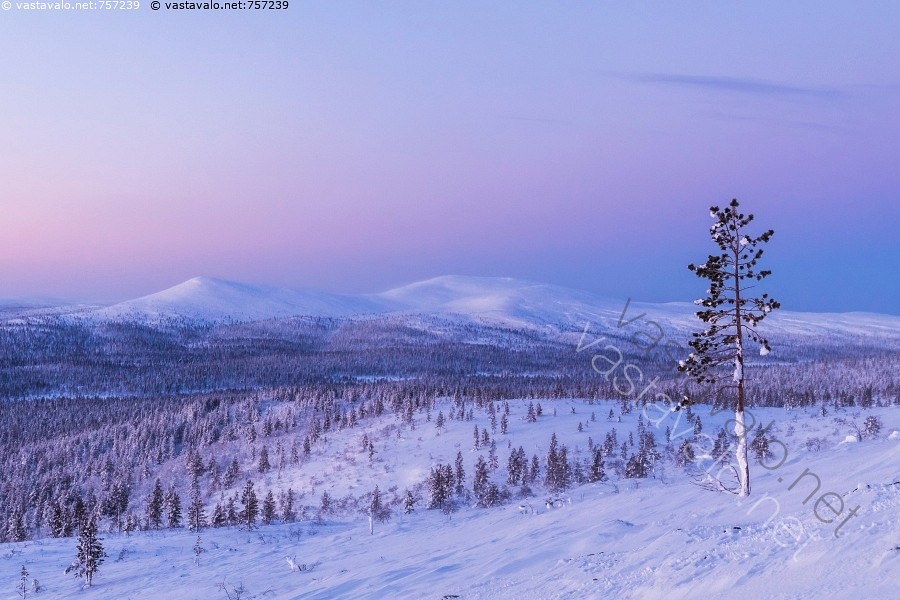 Kuva: Kaamos Saariselällä - mänty Lappi tunturi lumi luminen talvi ...