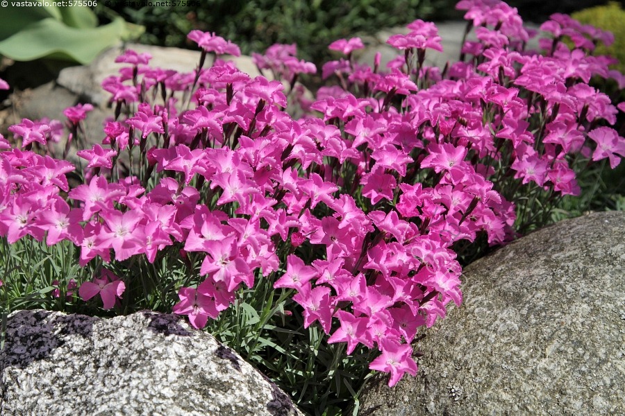 Kuva: Vuorineilikka - Dianthus neilikka vuorineilikka perenna ...