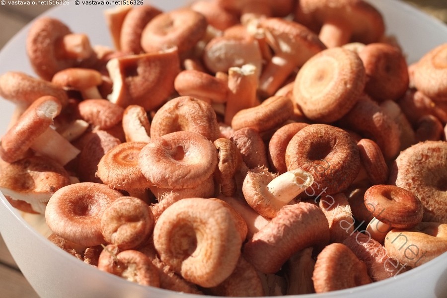 Kuva: Karvarouskusaalis - karvarousku karvalakki rousku sieni ...