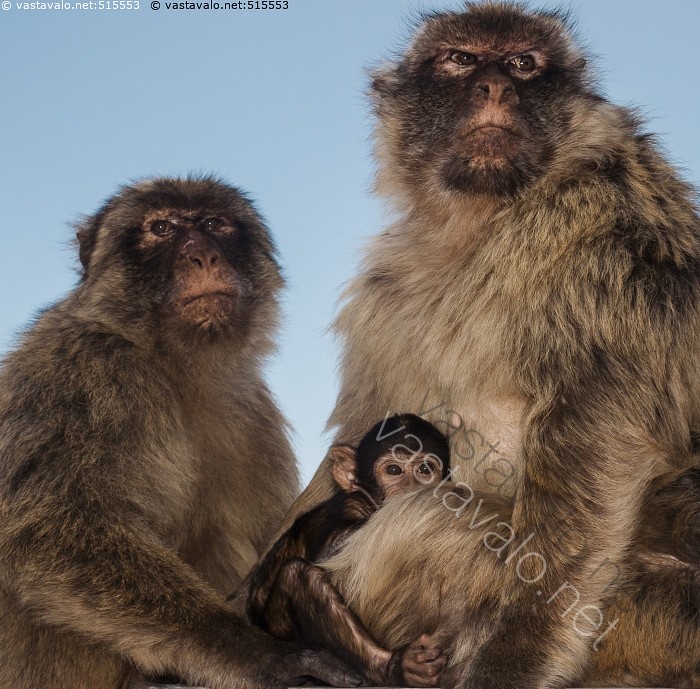 Kuva: Makakiperhe - eläimet apina eläin nisäkäs makakiapina Gibraltar ...
