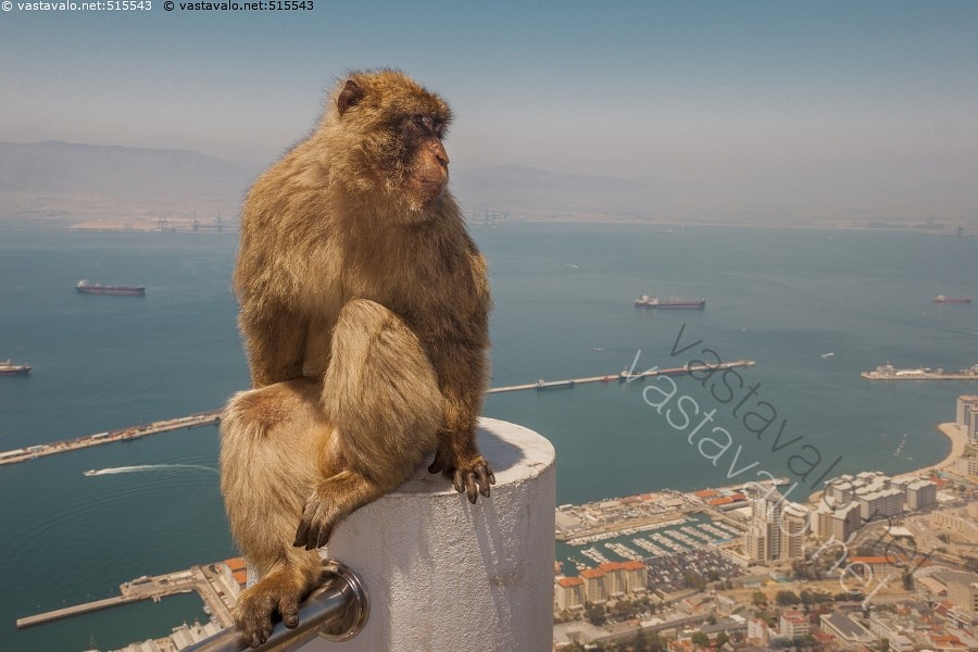 Kuva: Maisema Gibraltarilta - eläin nisäkäs apina makakiapina Gibraltar ...