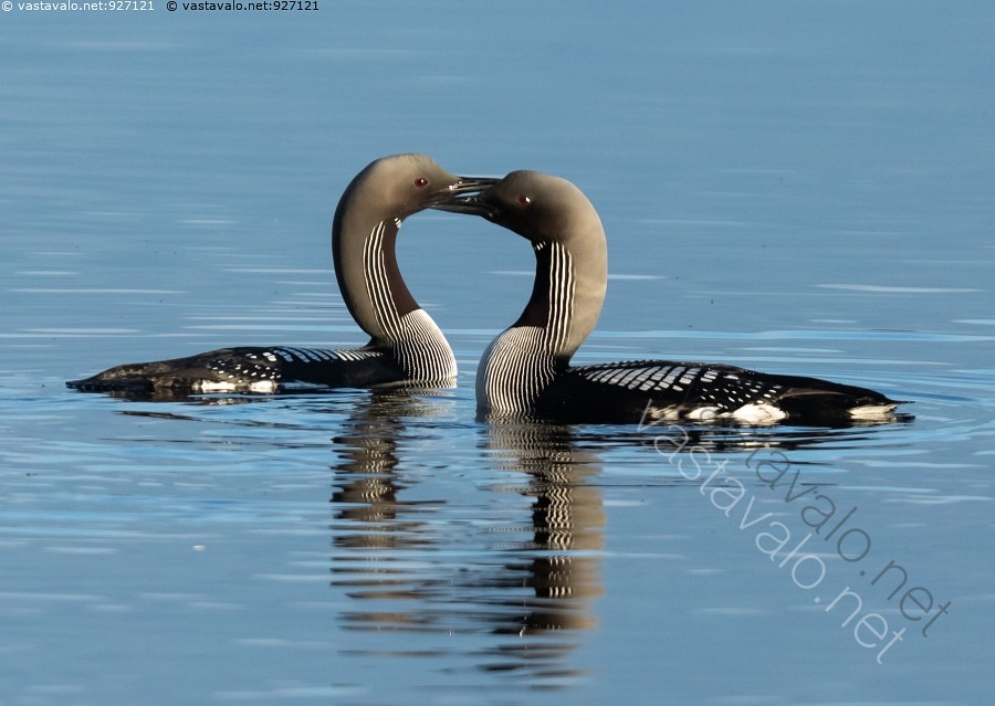 Kuva: Kuikat - kuikka Gavia arctica kuikat kuikkalintu lintu vesilintu ...