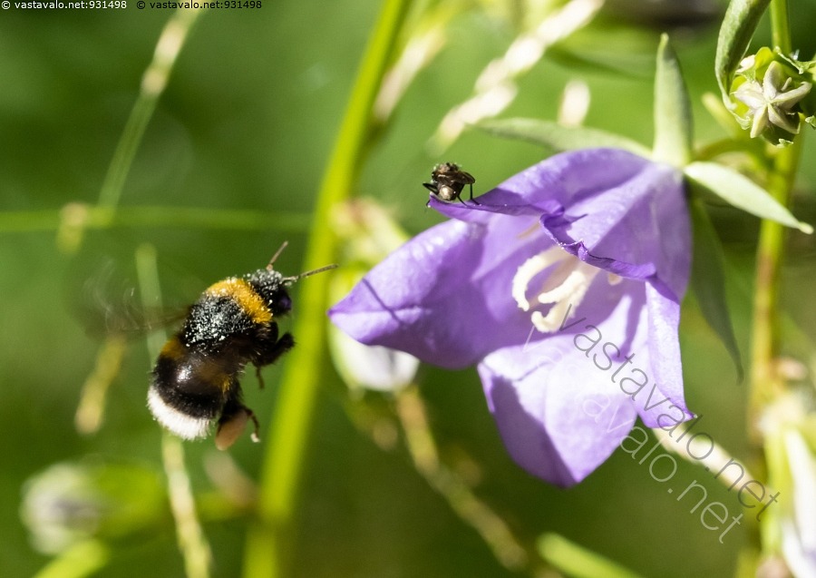 Kuva: Kimalainen ja kurjenkello - kurjenkello Campanula persicifolia ...