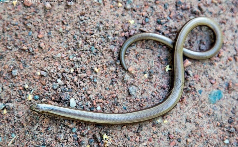 Kuva: Vaskitsa - vaskitsa Anguis fragilis lisko vaskikäärme ...