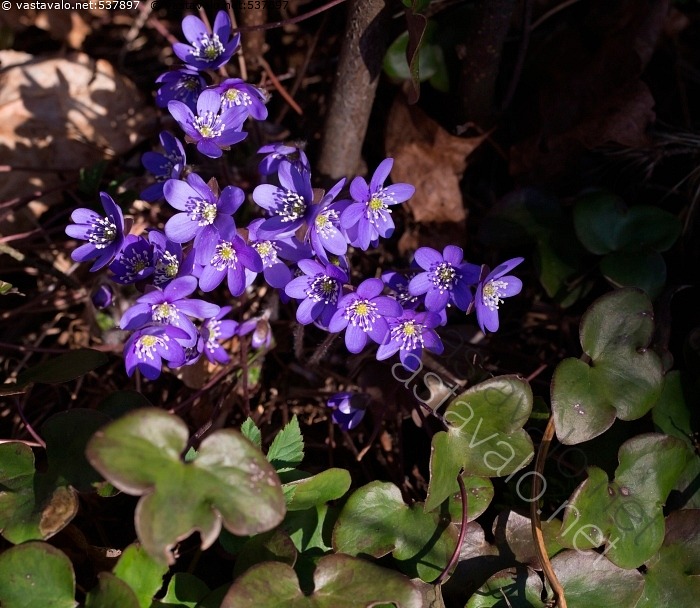 Kuva: Sinivuokko - sinivuokko Hepatica nobilis sinikukkainen ...