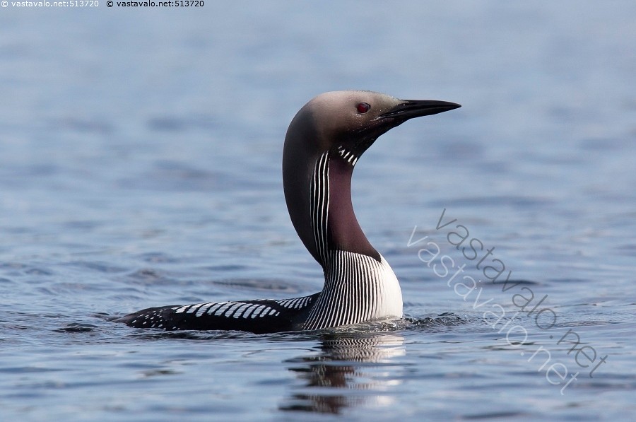 Kuva: Kuikka - kuikka Gavia arctica vesilintu kuikkalintu ylväs järvi ...