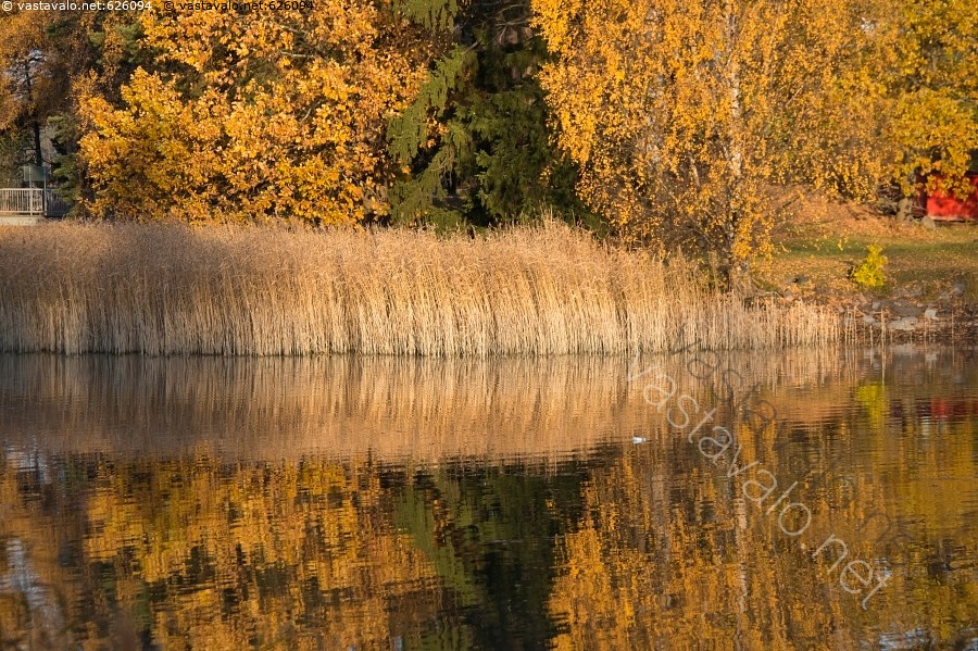 Kuva: Ruskaa - Pikku Kuusisaari ruska syksy meri vesi heijastus koivut ...