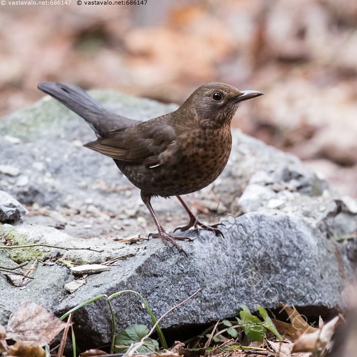 Kuva: Mustarastas - mustarastas Turdus merula rastas naaras kivellä ...