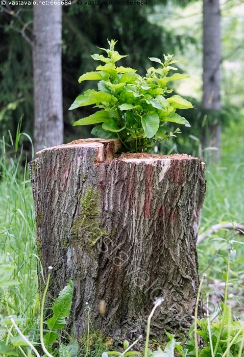 Kuva: Raidan uusi elämä - raita Salix caprea puu kanto taimi metsä ...
