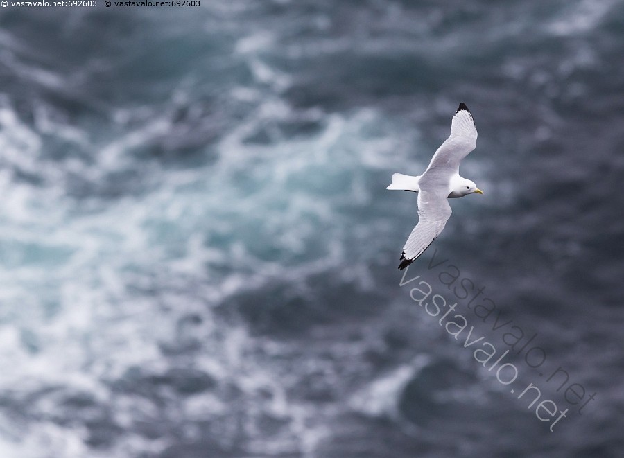 Kuva: Pikkukajava - pikkukajava Rissa tridactyla lintu merilintu ...