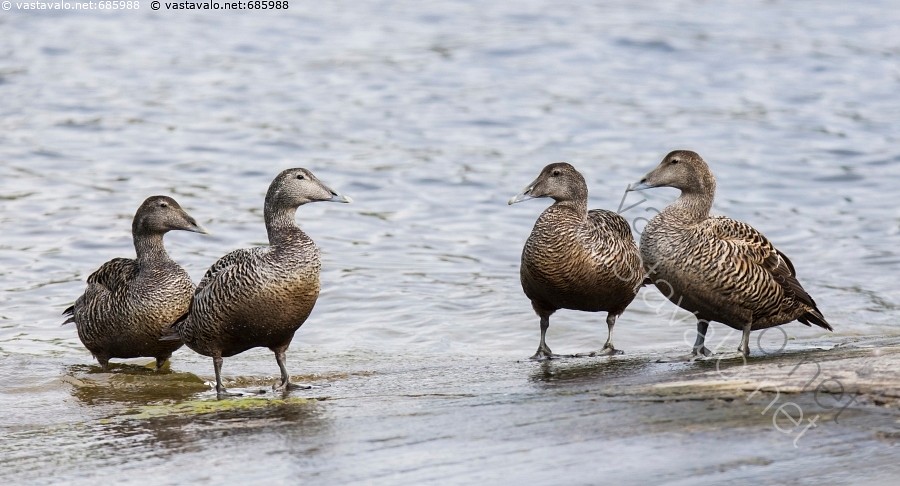 Kuva: Haahkat - haahka Somateria mollissima naaraat naaras sorsalintu ...