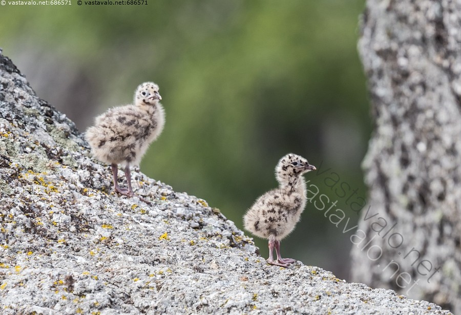 Kuva: Kalalokin poikaset - kalalokki Larus canus lokki poikaset ...