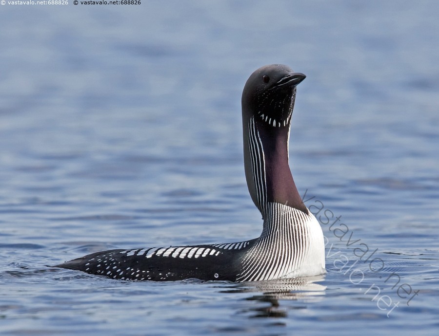 Kuva: Kuikka - kuikka Gavia arctica lintu vesilintu sukeltaja ...