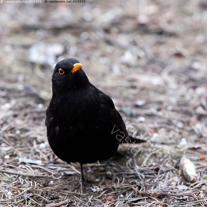 Kuva: Mustarastas - mustarastas Turdus merula koiras musta keltainen ...