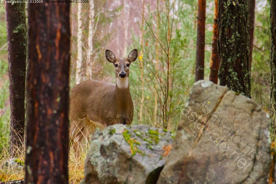 Kuva: Katse - Valkohäntäpeura peurat peura kauris metsä nisäkäs eläin ...