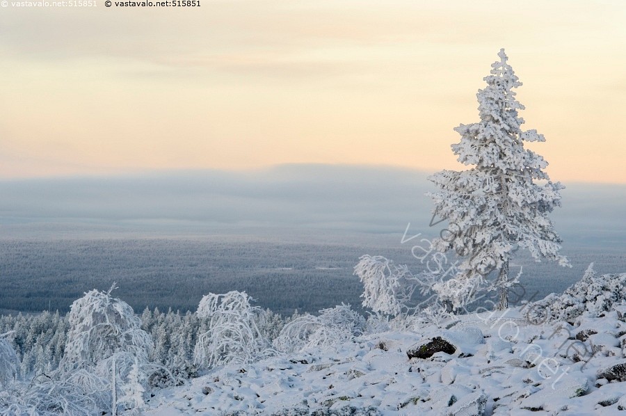 Kuva: Talven alkua - lumi tunturi kuusi pilvi metsä taivas vaalea ...