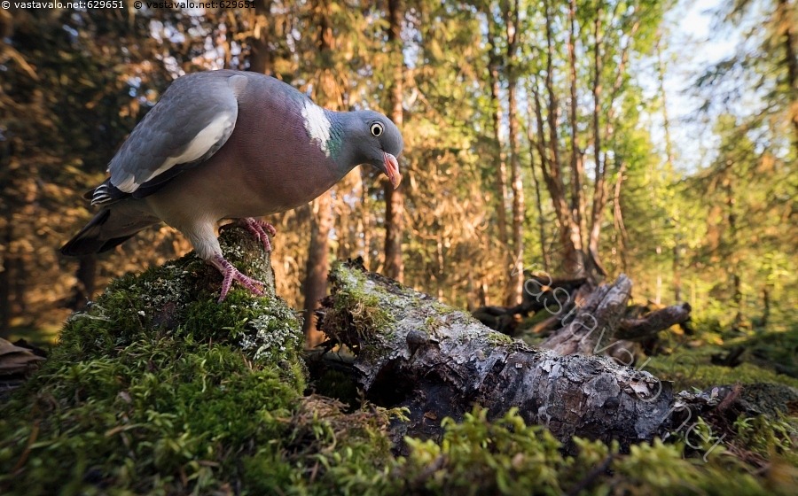 Kuva: Sepelkyyhky. - sepelkyyhky Columba palumbus lintu kesä kuusi ...