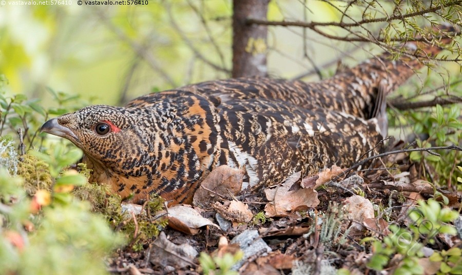 Kuva: Koppelo hautoo - metso Tetrao urogallus koppelo lintu naaras ...