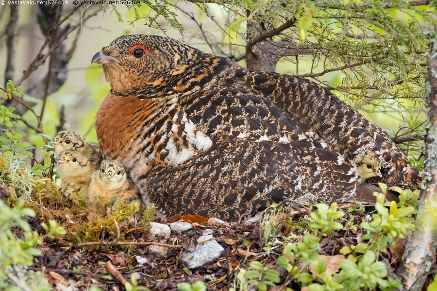 Kuva: Metson pesä - metso Tetrao urogallus lintu naaras koppelo ...