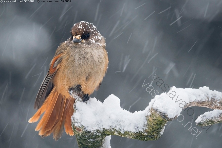 Kuva: Kuukkeli - kuukkeli Perisoreus infaustus varislintu istuu kelo ...