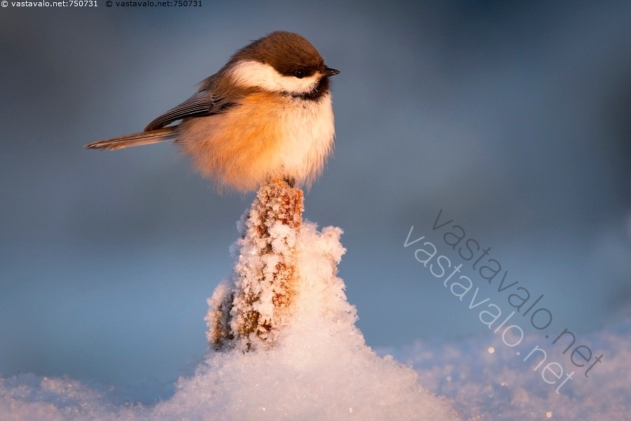 Kuva: Lapintiainen - lapintiainen Poecile cinctus tiainen pikkulintu ...