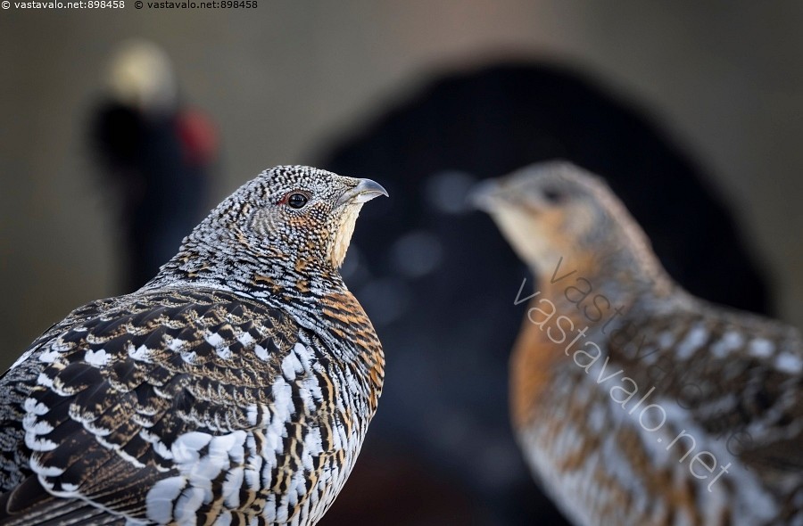 Kuva: Koppelot - metso koppelo Tetrao urogallus naaras koiras kanalintu ...