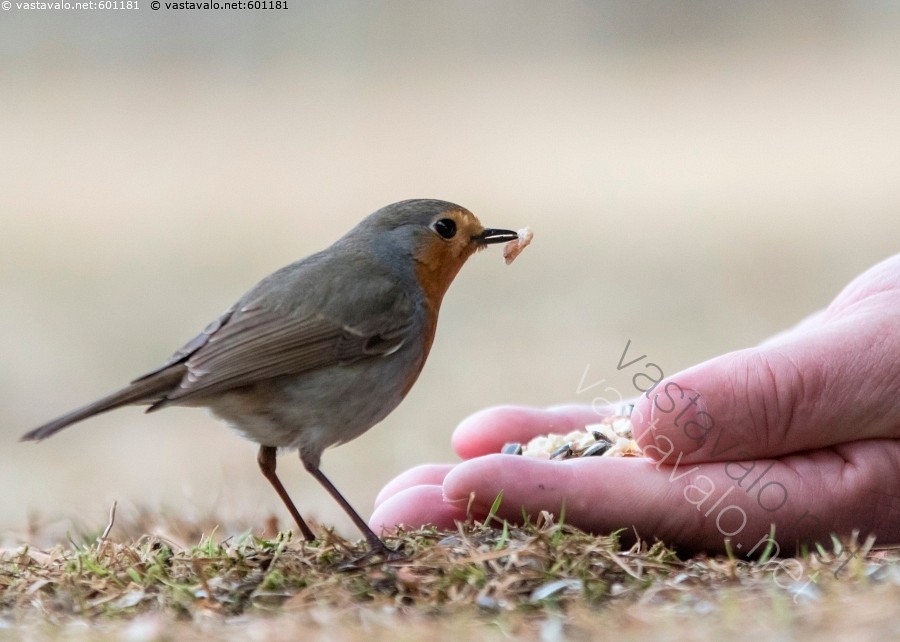 Kuva: Rohkea punarinta - punarinta Erithacus rubecula lintu muuttolintu ...