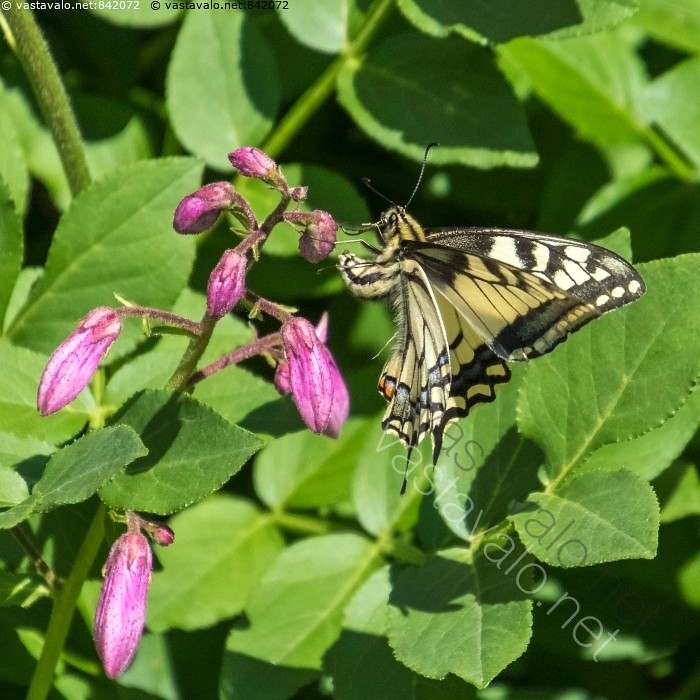 Kuva: Ritariperhonen munimassa - ritariperhonen Papilio machaon ...