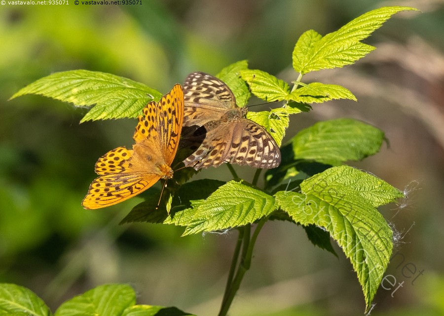 Kuva: Keisarinviitat - keisarinviitta Argynnis paphia perhonen ...