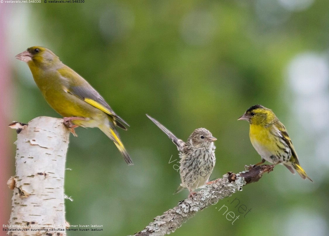 Kuva: Vihervarpuspari ja viherpeippo - vihervarpunen Carduelis spinus ...