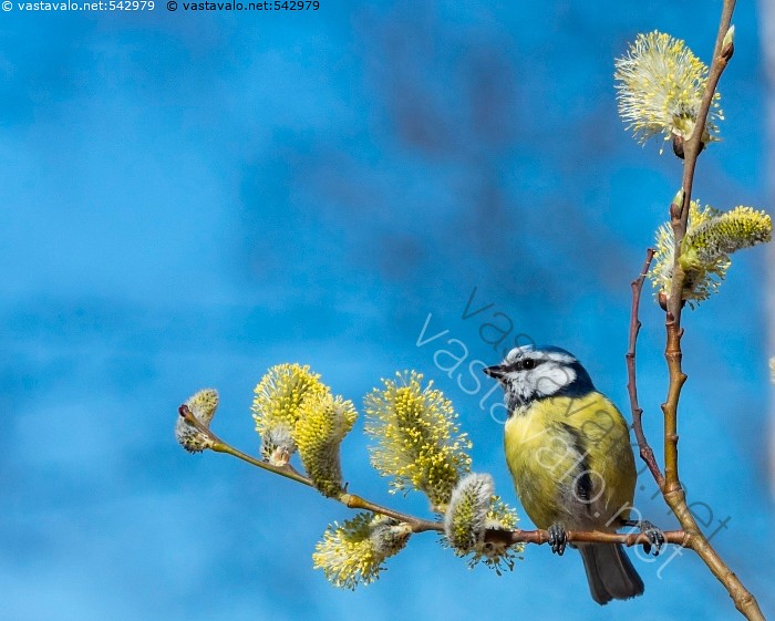 Kuva: Pajun kukinnot ja sinitiainen - paju raita Salix caprea puu ...