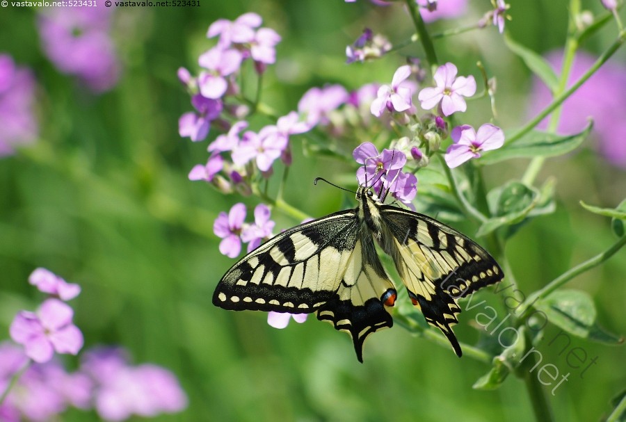 Kuva: Ritariperhonen, Papilio machaon - Ritariperhonen Papilio machaon ...