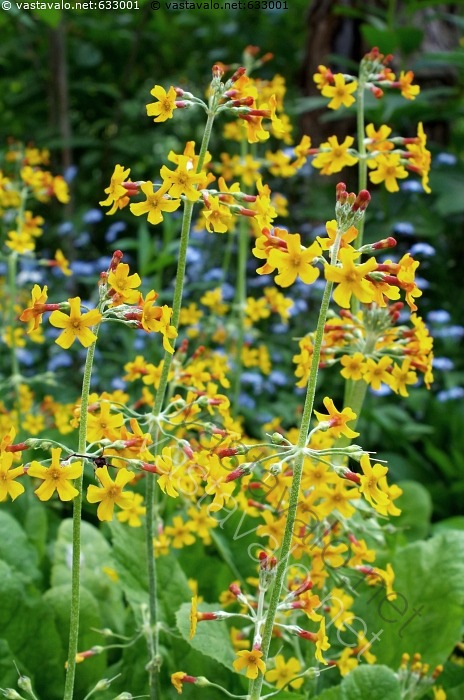 Kuva: Junnaninesikko - Junnaninesikko Primula aurantiaca esikko kasvi ...