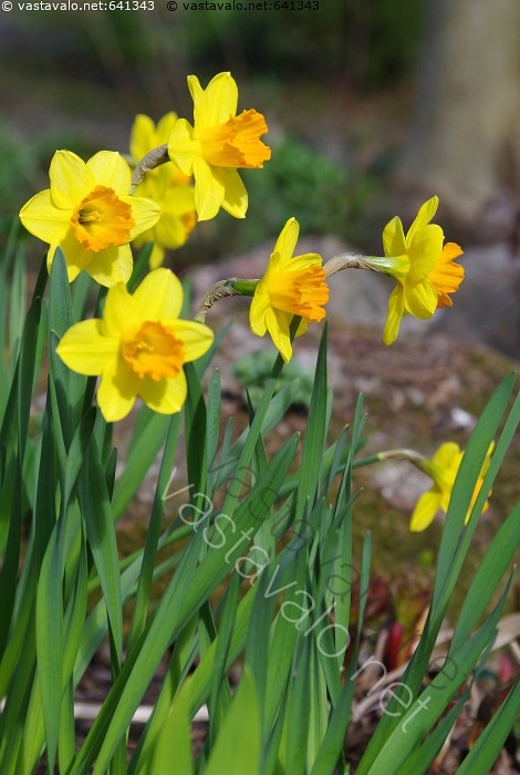 Kuva: Narsissi Red Rascal - narsissi Narcissus Red Rascal keltainen ...