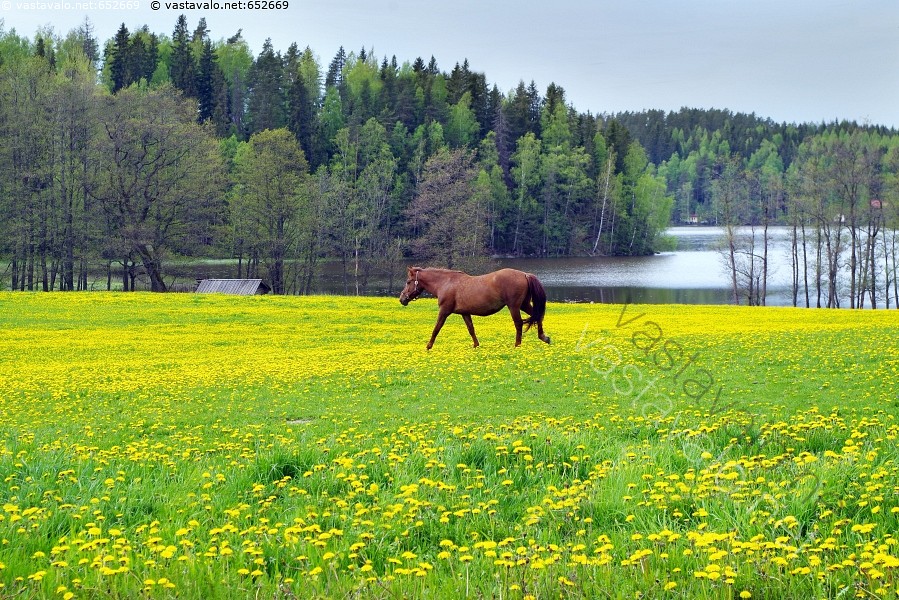 Kuva: Hevonen voikukkaniityllä - hevonen Equus caballus eläin kotieläin ...