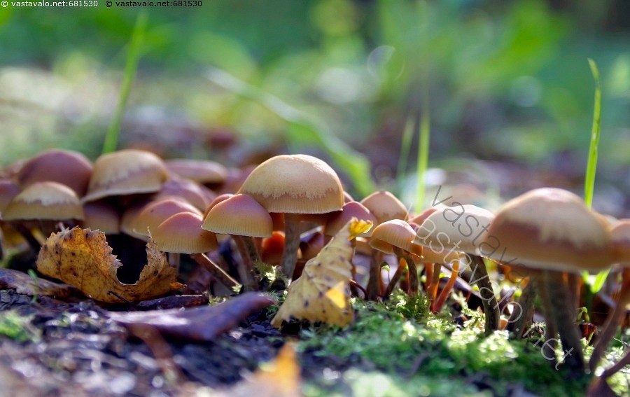 Kuva: Syksyistä maanpintaa - sieni sienet syysvärit syksy syksyinen maa ...