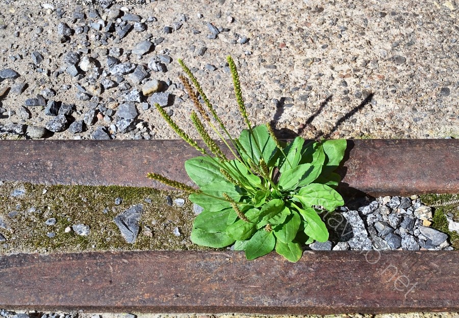 Kuva: Piharatamo - piharatamo Plantago major ratamo ratamokasvit ...